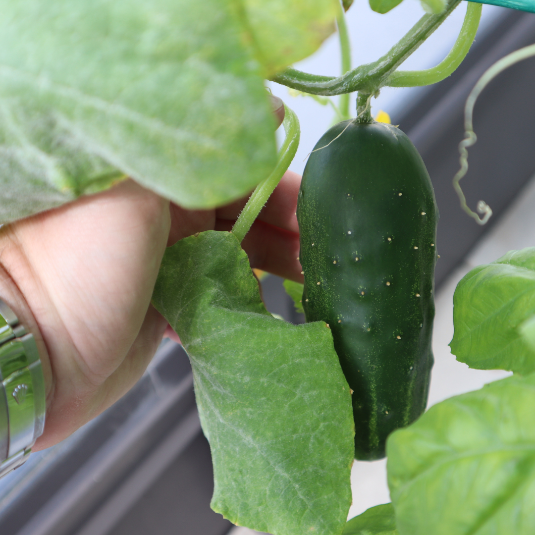 Top 8 DOs and DON'Ts for Growing Vegetables and Fruit Plants in a Vert – Stack & Sprout