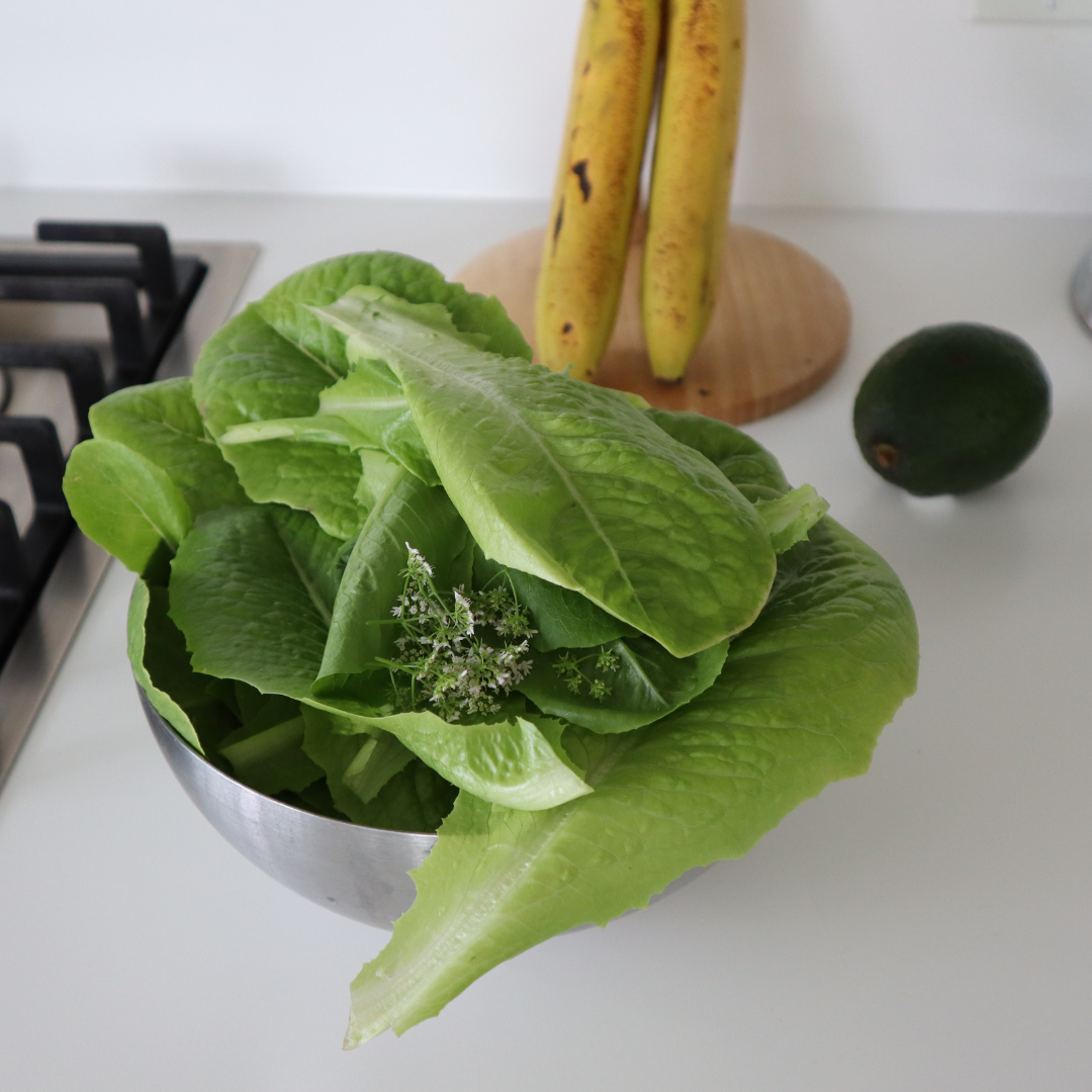 How to Harvest the Perfect Lettuce in Your Stack & Sprout