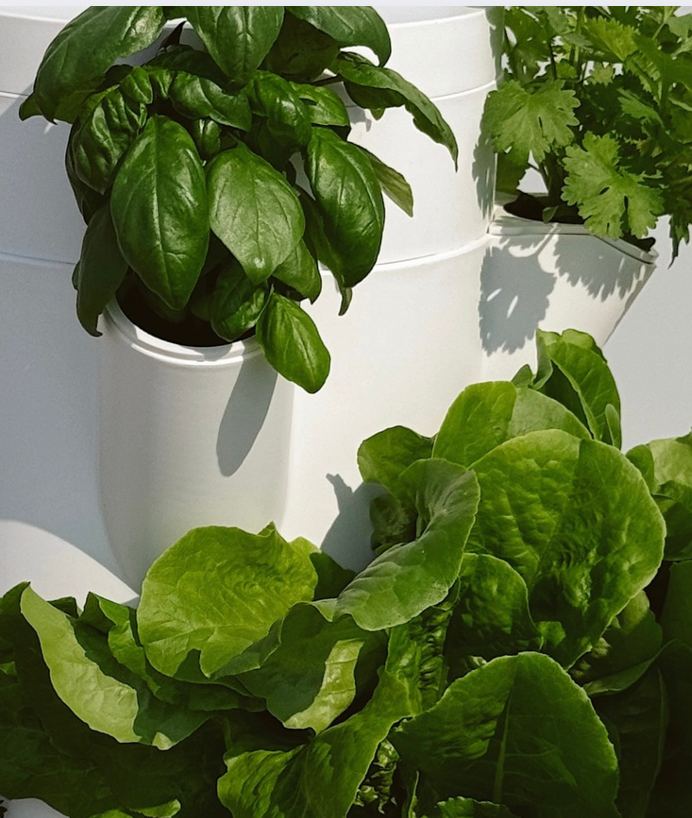 Tips for Beginners: Your Ultimate Guide to Thriving with Stack & Sprou ...