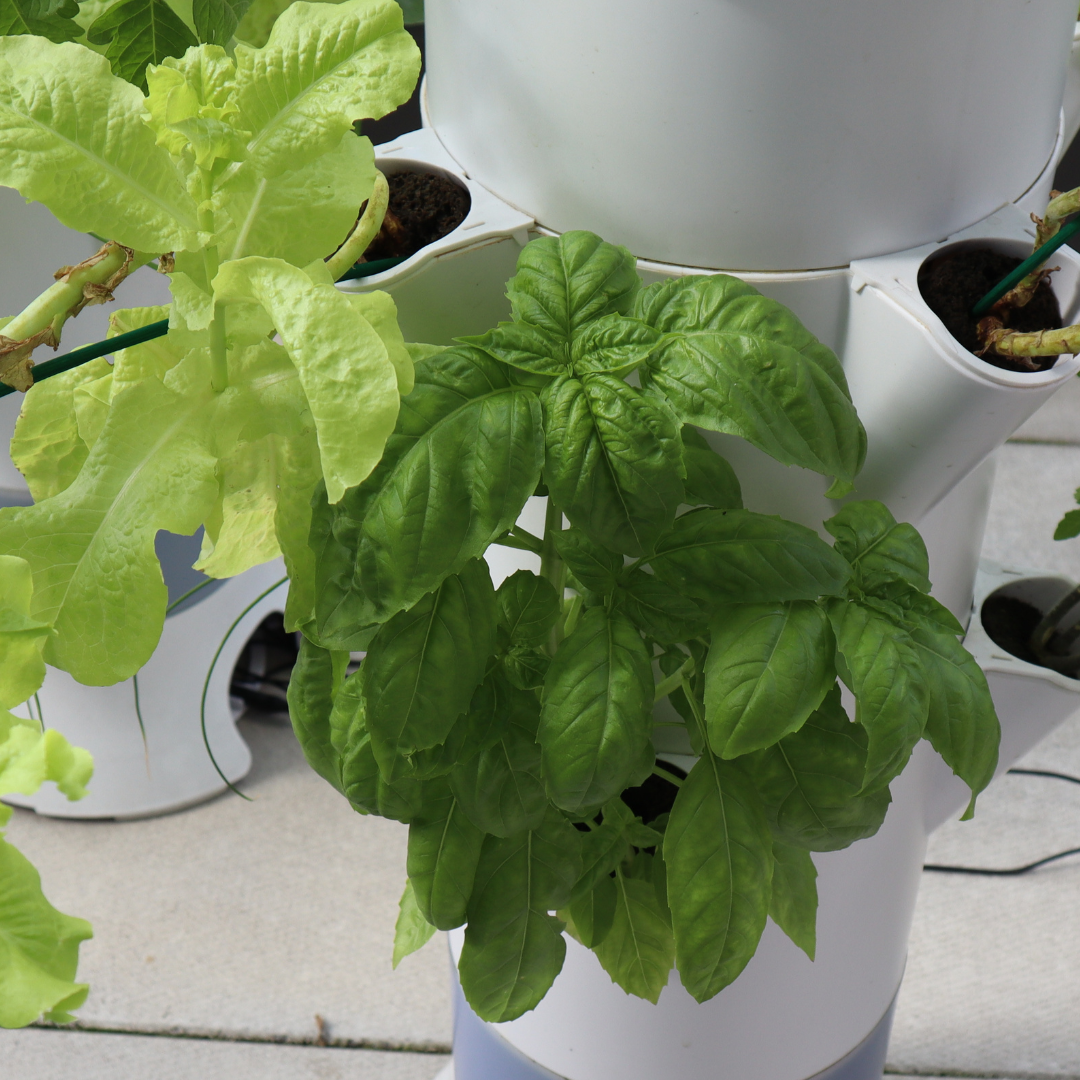 Reduce Your Carbon Footprint and Eliminate Food Waste with Stack & Spr ...