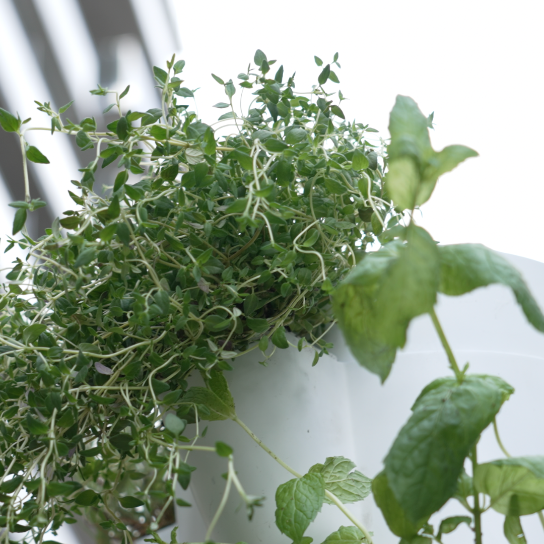 How to Properly Fertilize Plants in Your Stack & Sprout Hydroponic Gar